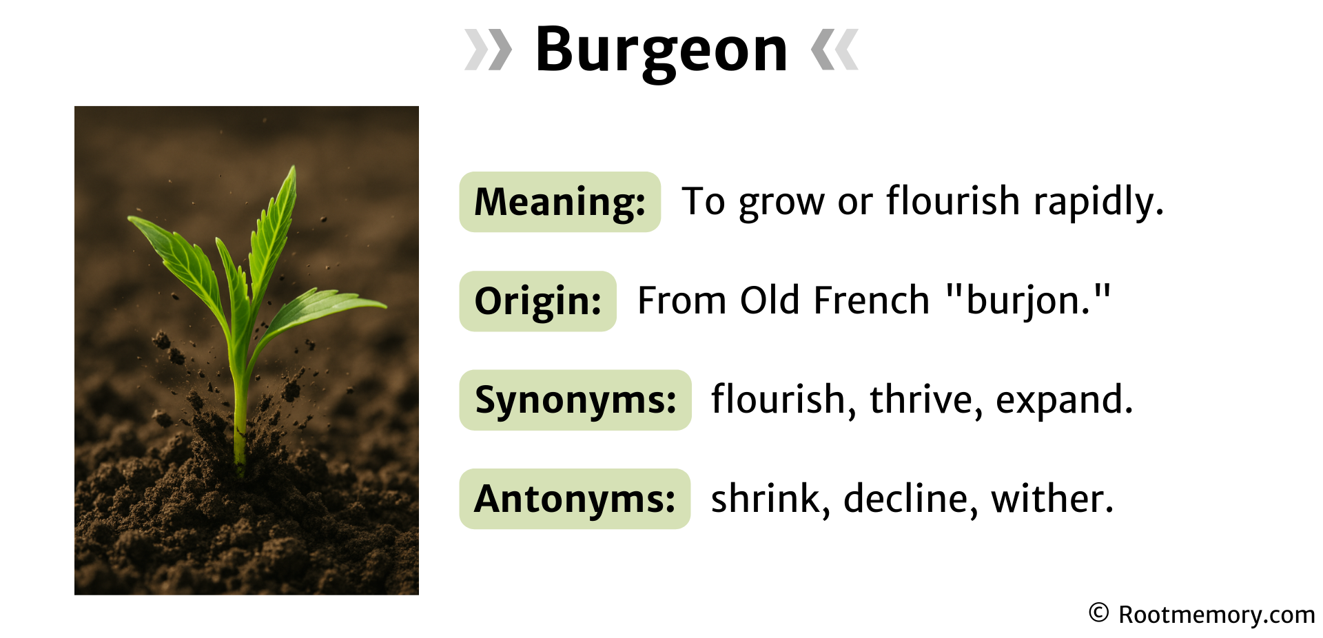Burgeon - Root Memory